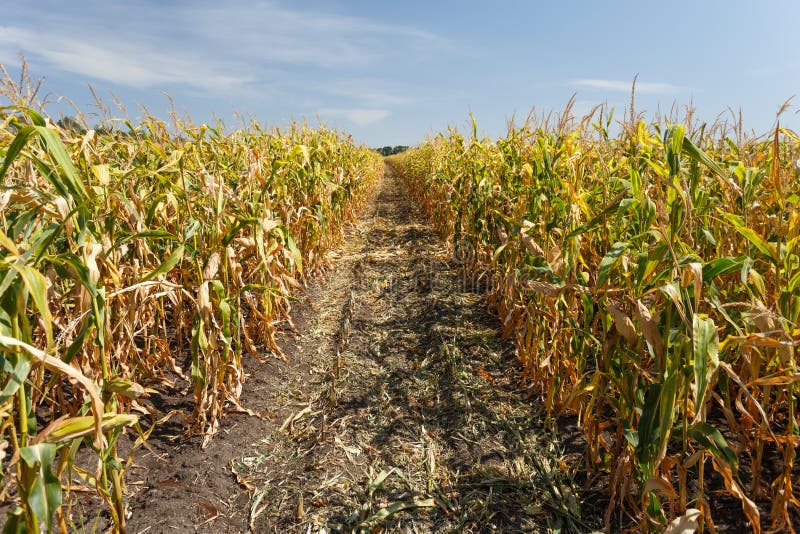 Inside the Cornfield, End of Summer Stock Image - Image of germinating ...