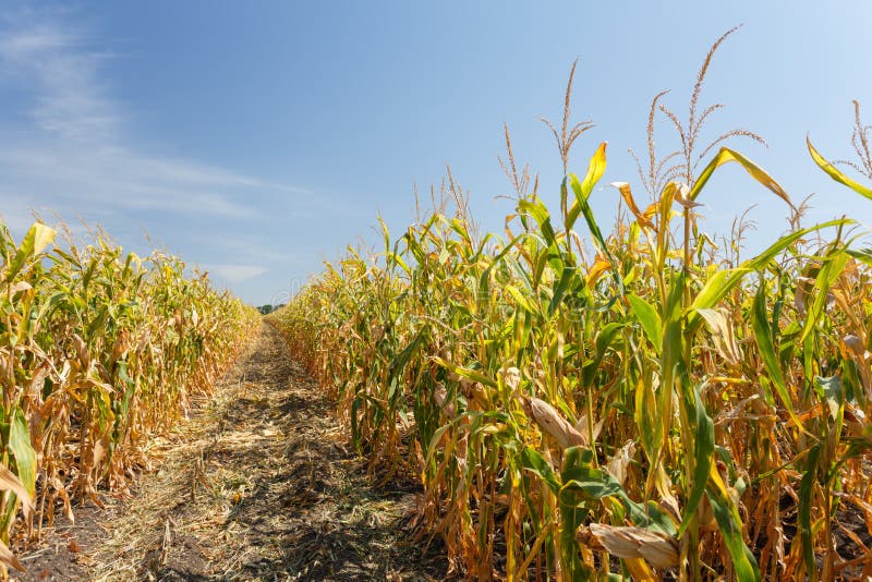 Inside the cornfield stock image. Image of botany, agriculture - 132374923