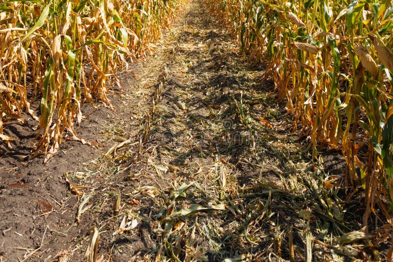 Inside a Cornfield. a Young Ear of Corn among the Plants, Blue Sky ...