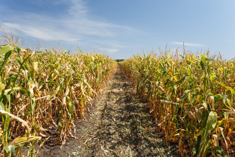 Inside the Cornfield, End of Summer Stock Photo - Image of grooved ...