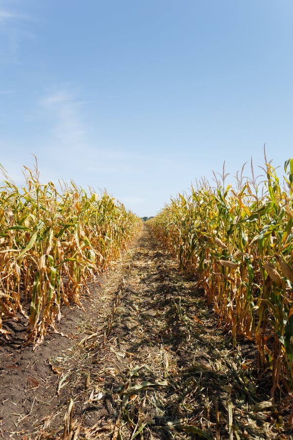 Inside the cornfield stock image. Image of botany, agriculture - 132374923