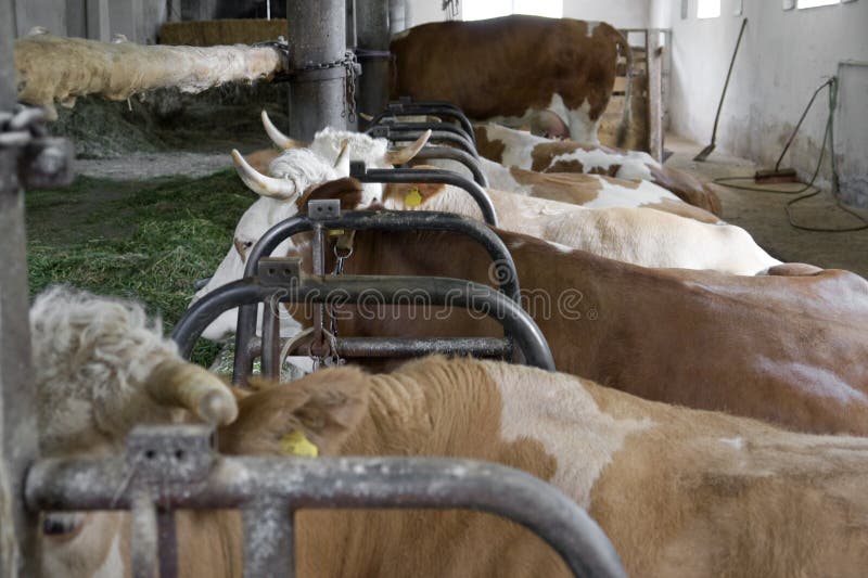 Cow inside of a cow barn stock photo. Image of beef, dairy - 32630348