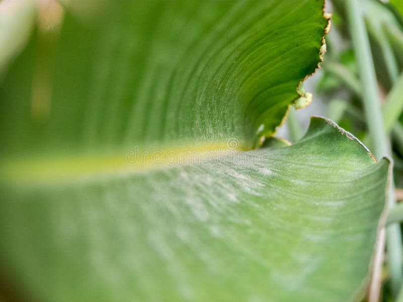 Inside a curved leaf stock image. Image of life, shape - 134750265