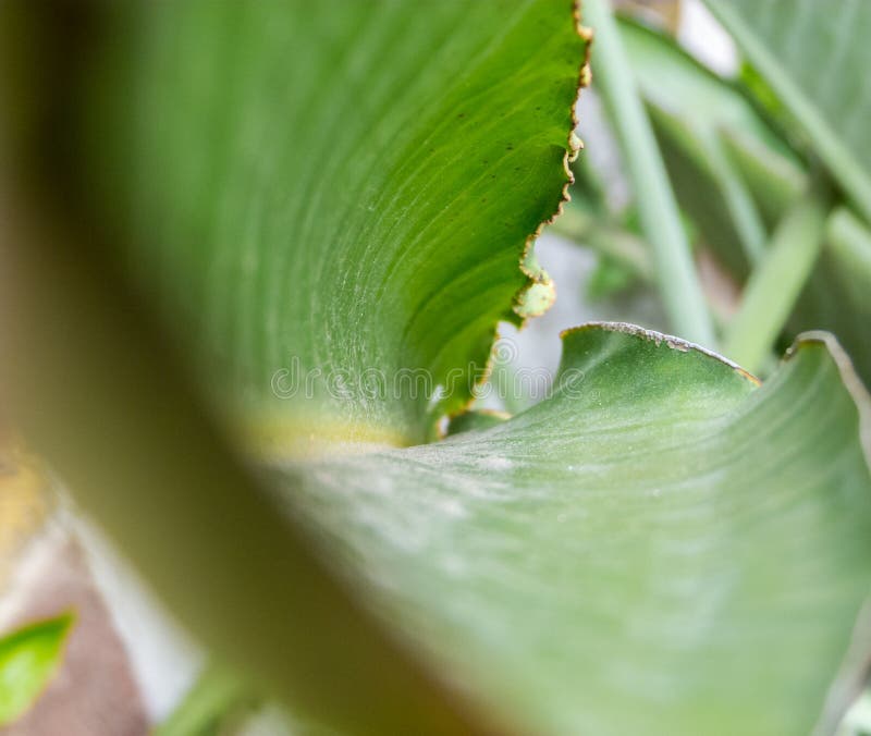 Inside a curved leaf stock photo. Image of curved, organic - 135023386