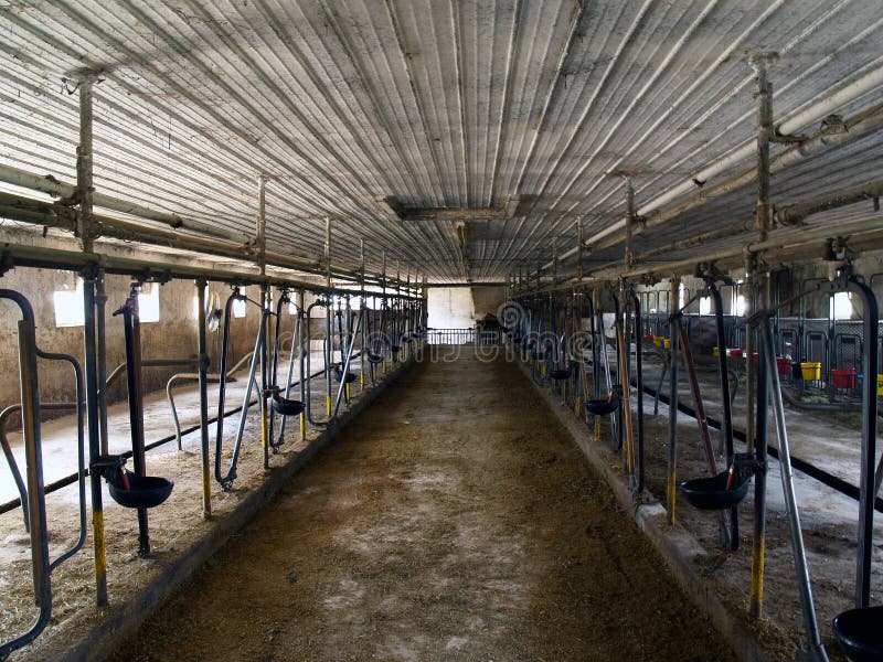 Inside of Dairy Barn stock photo. Image of stress, farm - 942352