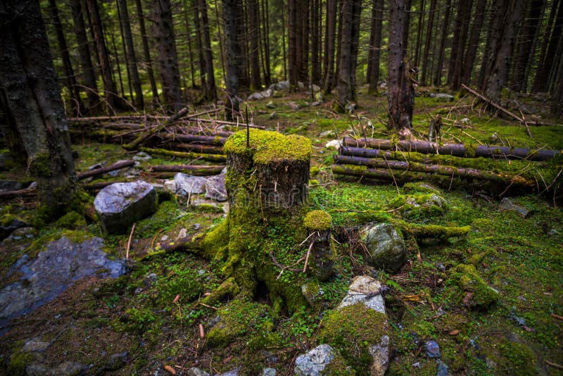 Dark Forest in the Mountains Stock Image - Image of mystery ...