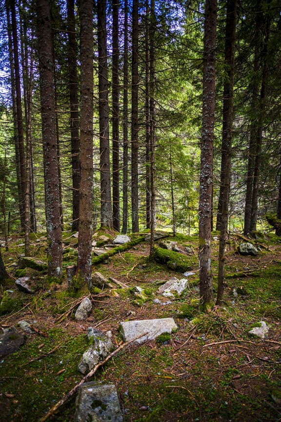 Dark Forest in the Mountains Stock Photo - Image of misty, autumn ...