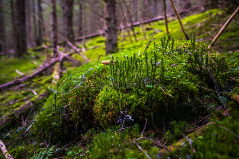 Dark Forest in the Mountains Stock Image - Image of autumn, night ...