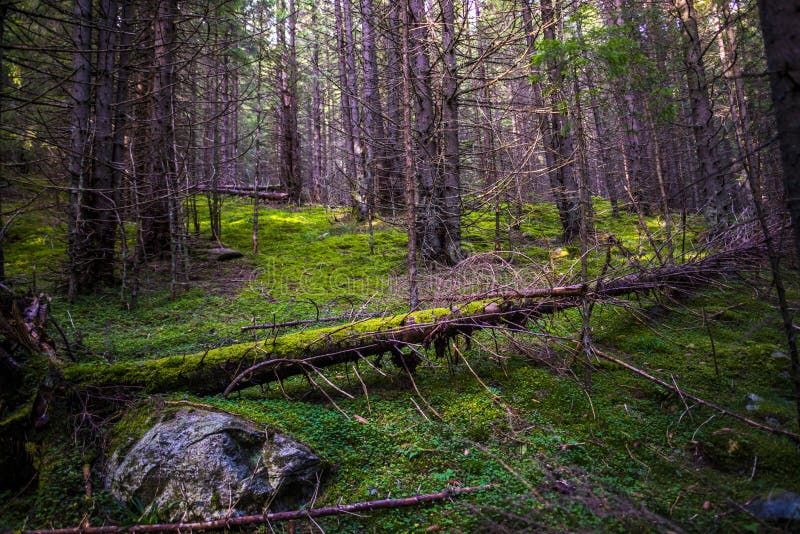 Dark Forest in the Mountains Stock Photo - Image of nature, autumn ...