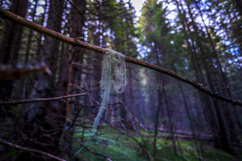 Dark Forest in the Mountains Stock Photo - Image of mystery, autumn ...