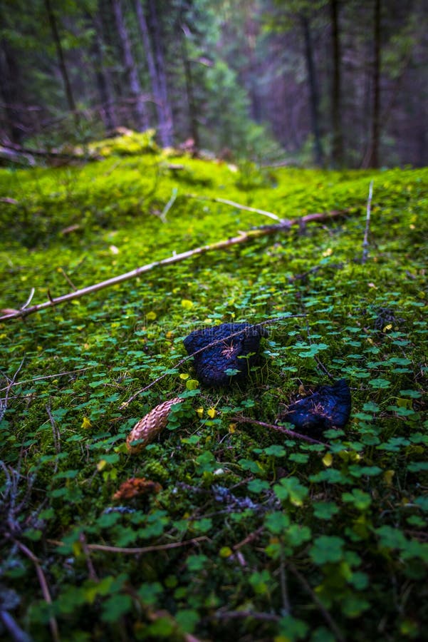 Dark Forest in the Mountains Stock Image - Image of autumn, weather ...