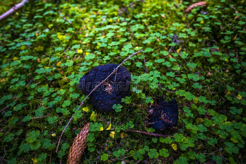 Dark Forest in the Mountains Stock Image - Image of fantasy, dark ...
