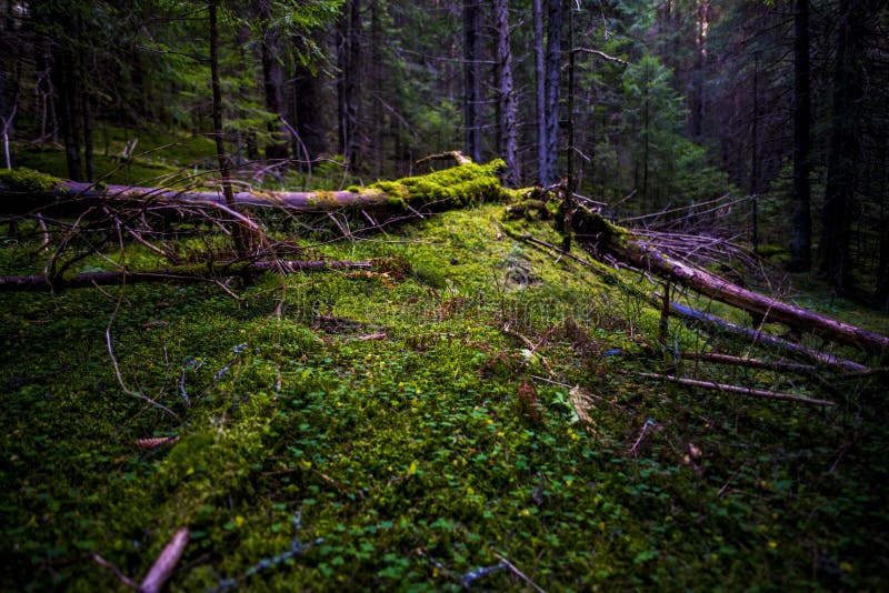 Dark Forest in the Mountains Stock Photo - Image of fantasy, halloween ...