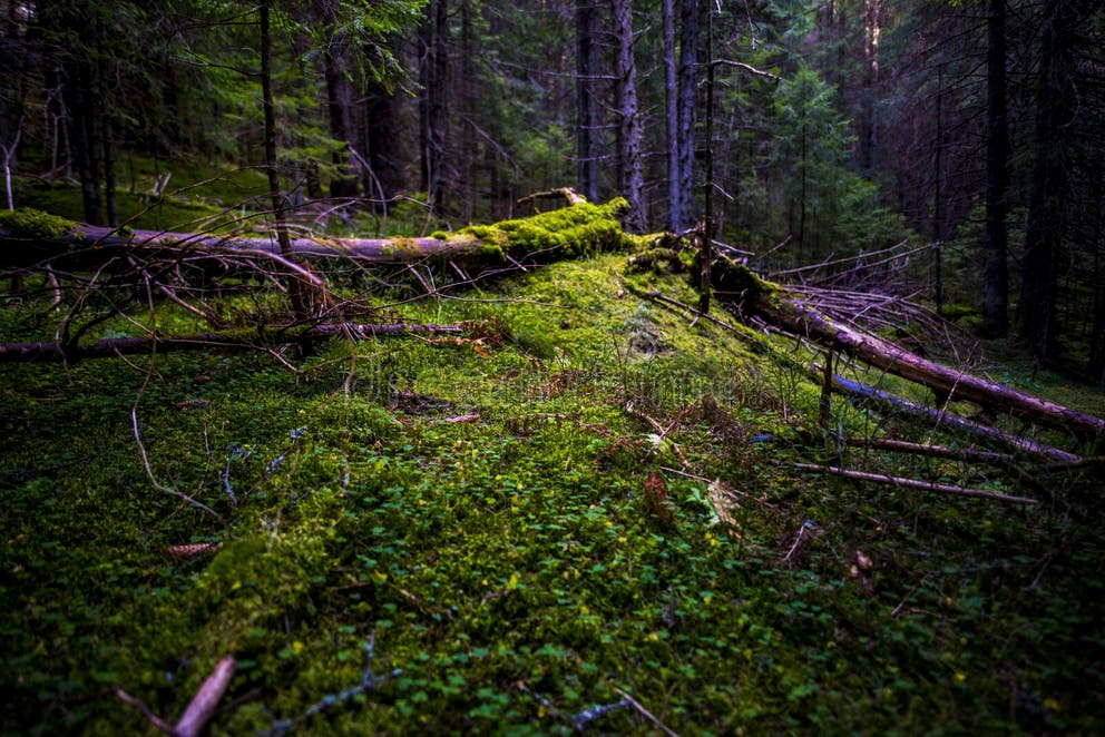 Dark Forest in the Mountains Stock Photo - Image of fantasy, halloween ...