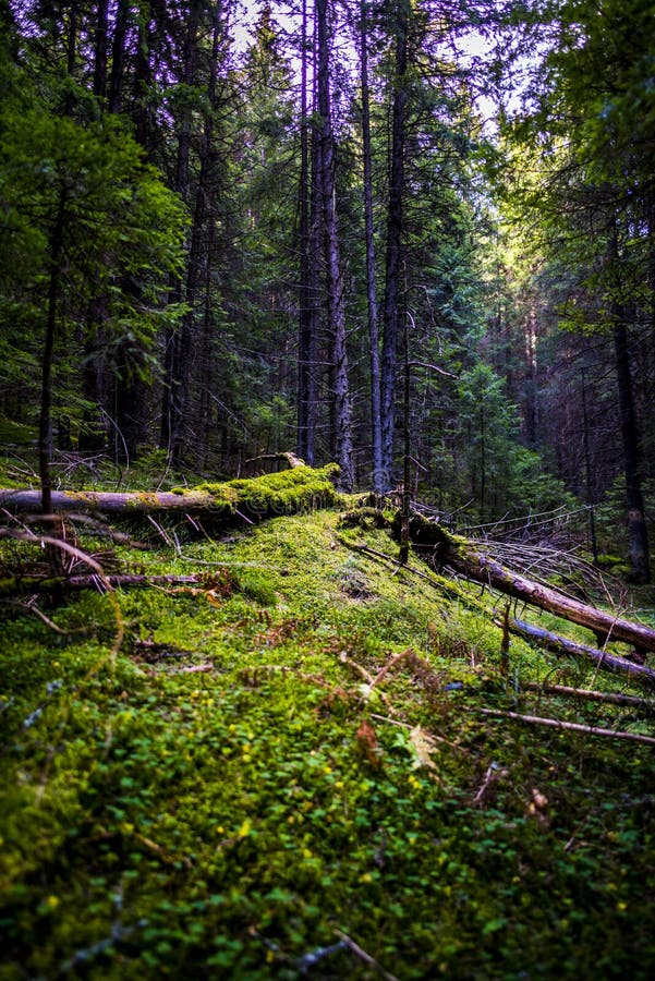 Dark Forest In The Mountains Stock Photo - Image of nature, night ...
