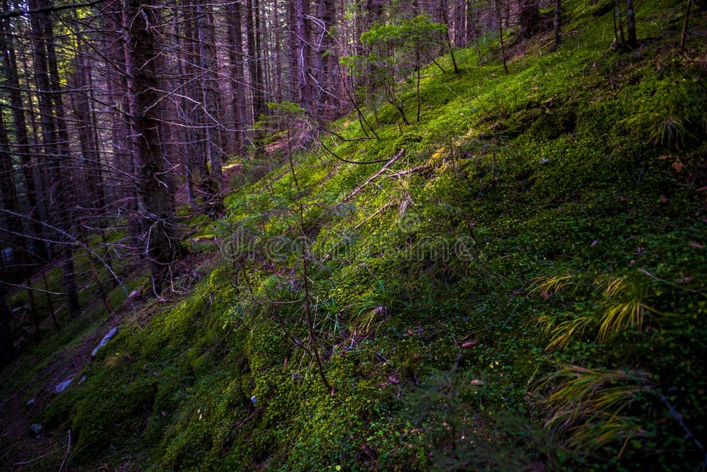 Dark Forest in the Mountains Stock Photo - Image of magic, spooky ...