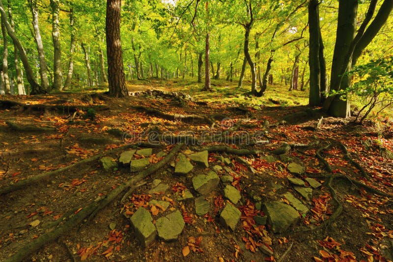 Inside the Deciduous Forest Stock Image - Image of illuminated ...