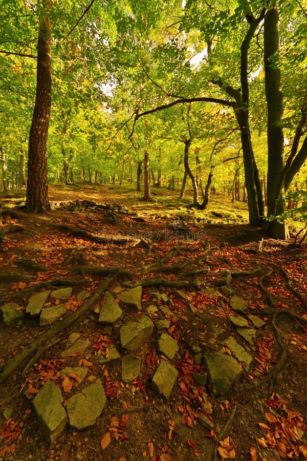 Inside the Deciduous Forest Stock Photo - Image of republic, forest ...