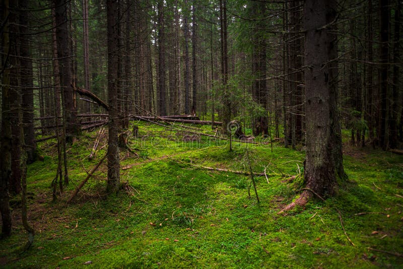 Landscape Inside of the Forest Stock Photo - Image of flow, beautiful ...