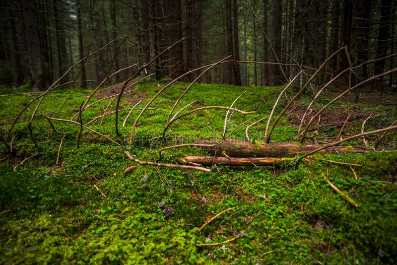 Landscape Inside of the Forest Stock Image - Image of fall, mountain ...