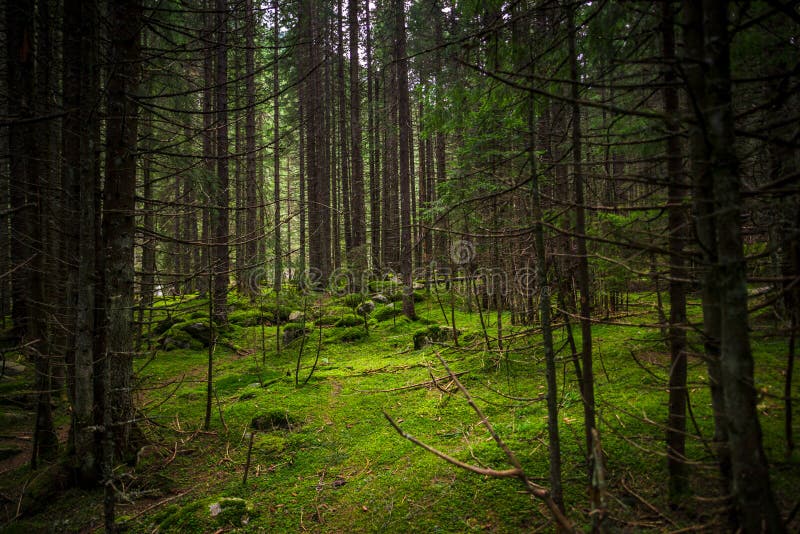 Landscape Inside of the Forest Stock Photo - Image of motion, outdoor ...