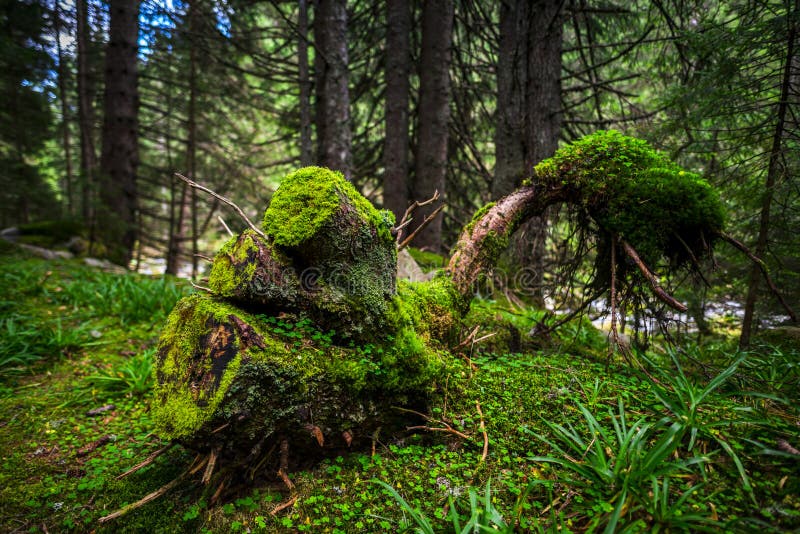Landscape Inside of the Forest Stock Photo - Image of autumn, romania ...