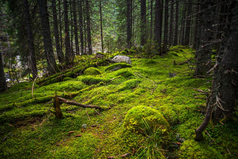 Landscape Inside of the Forest Stock Photo - Image of flowing, dacic ...