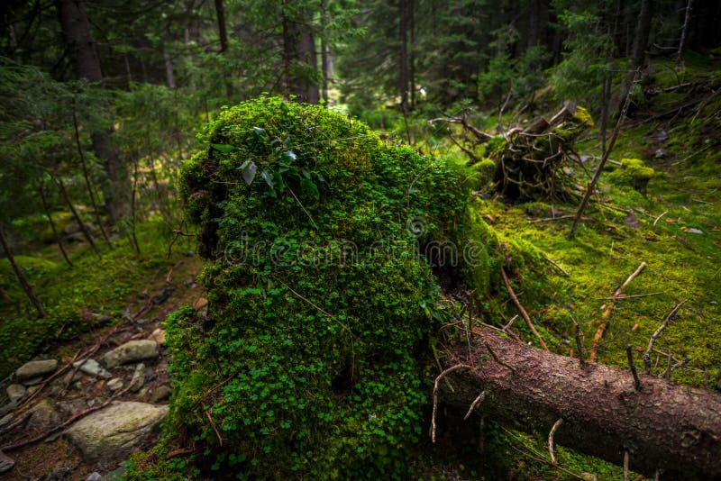 Landscape Inside of the Forest Stock Photo - Image of auitumn ...