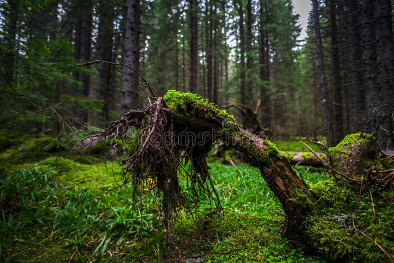 Landscape Inside of the Forest Stock Photo - Image of amazing, nature ...