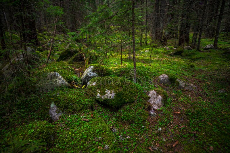 Landscape Inside of the Forest Stock Photo - Image of beautiful ...