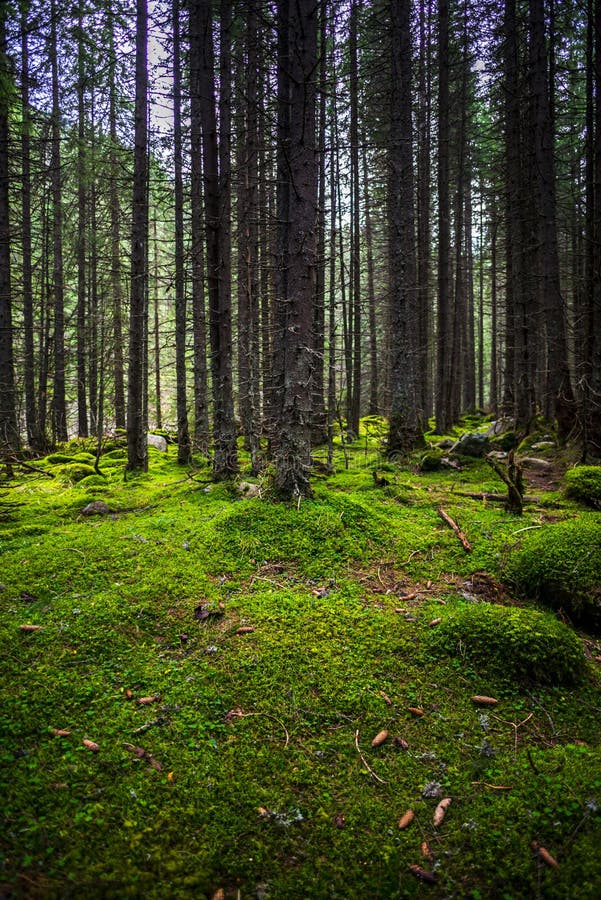 Landscape Inside of the Forest Stock Image - Image of bigar, landscape ...