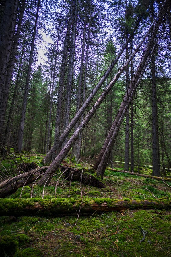 Landscape Inside of the Forest Stock Image - Image of mountain, flowing ...