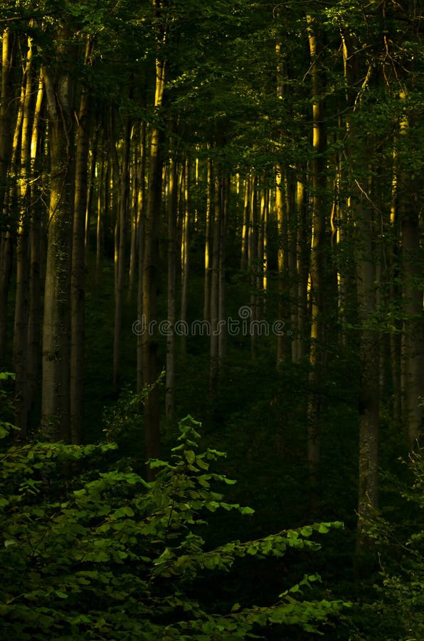 Inside Dense Mountain Forest at Sunrise Stock Photo - Image of nature ...