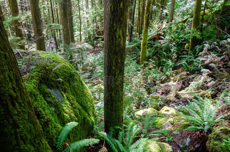 Inside a Dense Pine Tree Forest with Streams, Large Moss Covered Pine ...