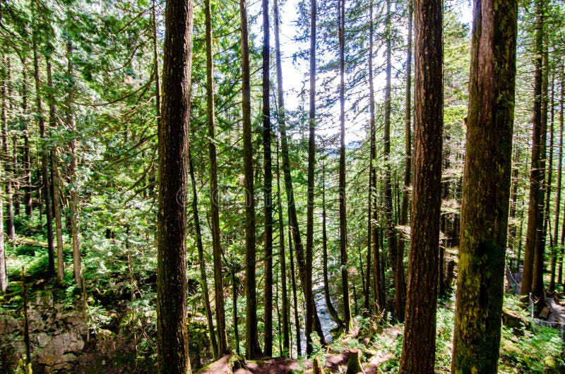 Inside a Dense Pine Tree Forest with Streams, Large Moss Covered Pine ...