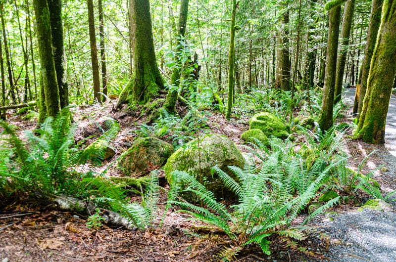 Inside a Dense Pine Tree Forest with Streams, Large Moss Covered Pine ...