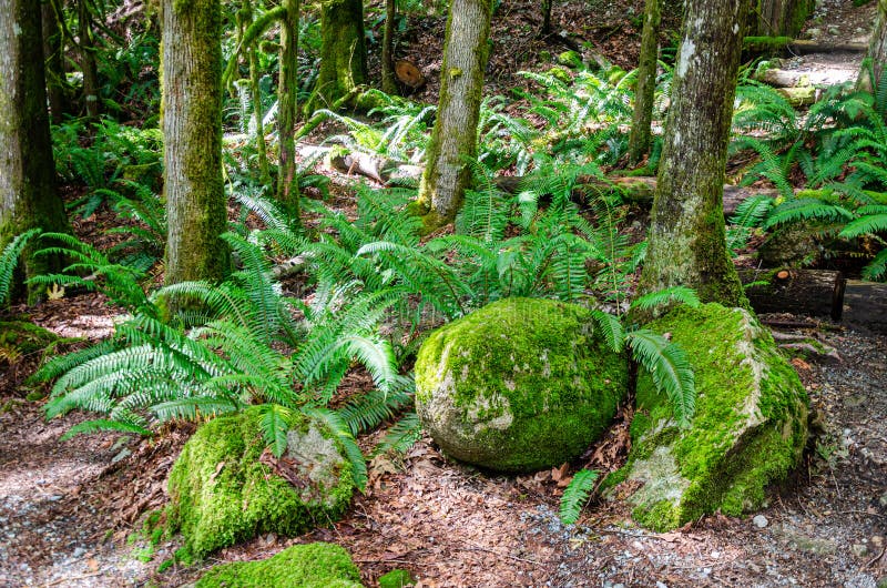Inside a Dense Pine Tree Forest with Streams, Large Moss Covered Pine ...