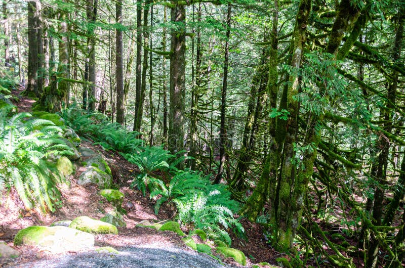 Inside a Dense Pine Tree Forest with Streams, Large Moss Covered Pine ...