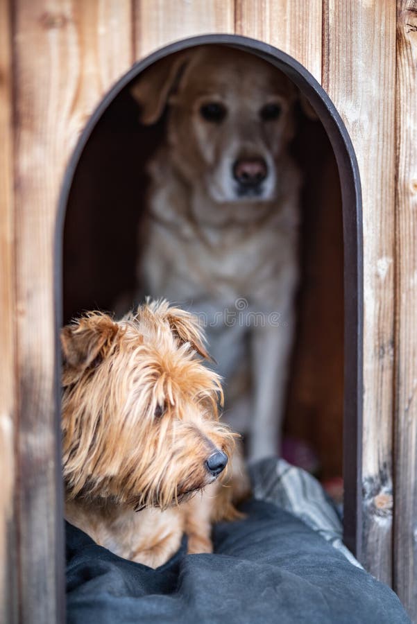 Inside a dog house stock image. Image of looking, obedience - 175806495