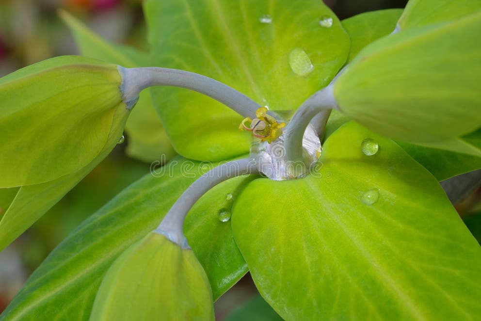 Inside a drop of water stock image. Image of develop - 24672783