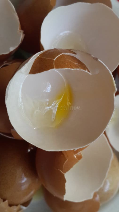 The Inside of the Egg Shell is White with a Brown Outer Shell Stock ...