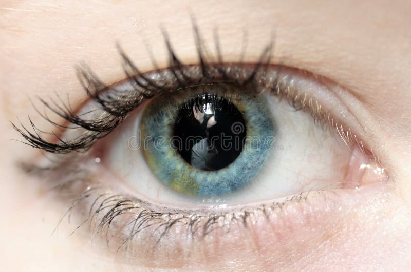 Inside the eye stock photo. Image of cilia, eyelashes - 12013788