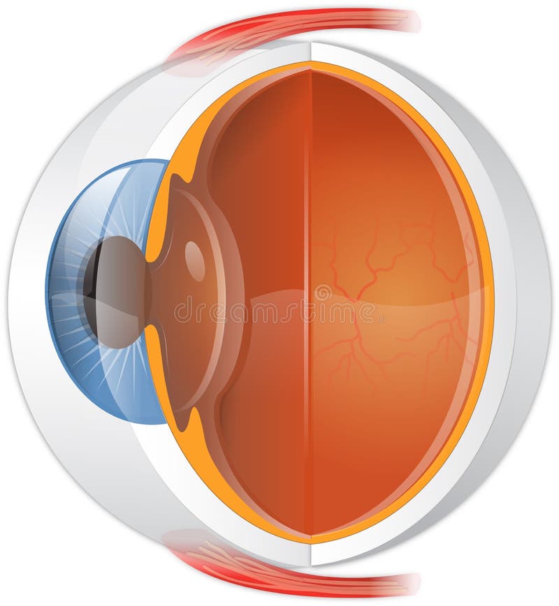 Human Eye Cross Section, Normal Vision Stock Vector - Illustration of ...