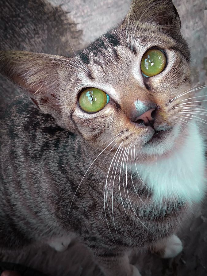 Inside Eyes Full of Pleasure, this Cat is Very Special Stock Image ...