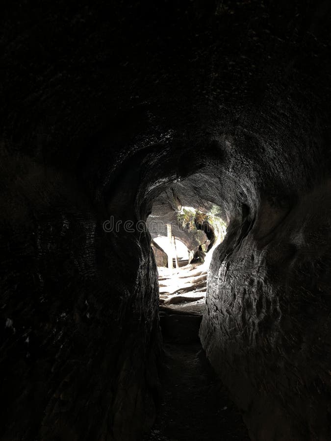 Inside the Fallen Giant Sequoia Tunnel Tree Stock Photo - Image of snow ...