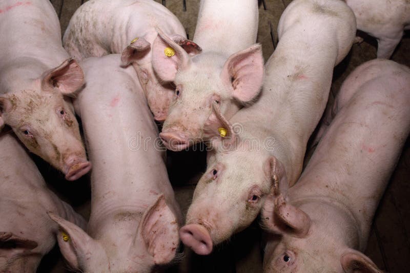 Inside a pig farm for stock image. Image of perspective - 89659301