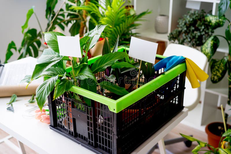 Inside a florist shop stock photo. Image of flower, service - 97479238