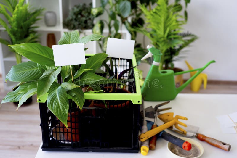 Inside a florist shop stock photo. Image of floral, plant - 97479306