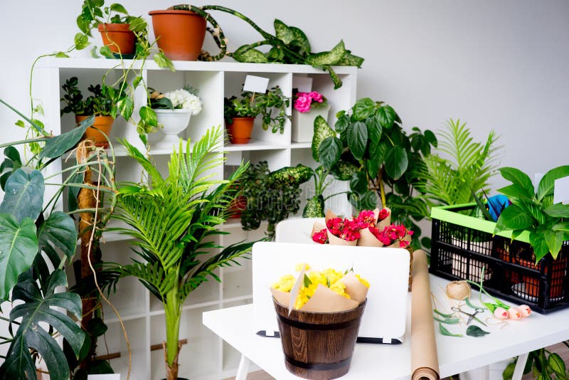 Inside a florist shop stock photo. Image of service, green - 97479908