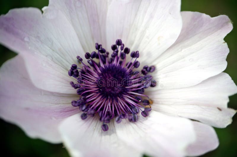 Inside the flower stock photo. Image of macro, flower - 170478764